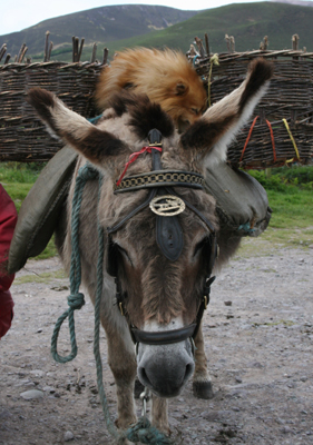 callenharty.com Ireland Day 8 page